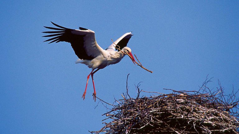 Vit stork – Biosfärområde Kristianstads Vattenrike